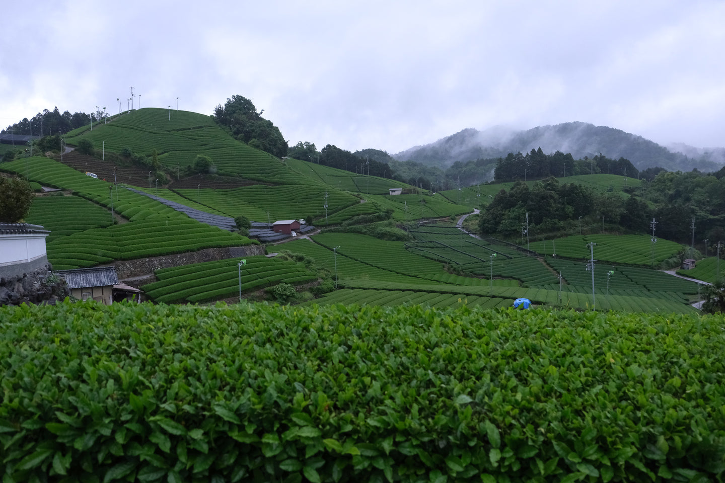 Cafe Guide: Where To Find The Best Matcha Latte In New Zealand – Thea ...